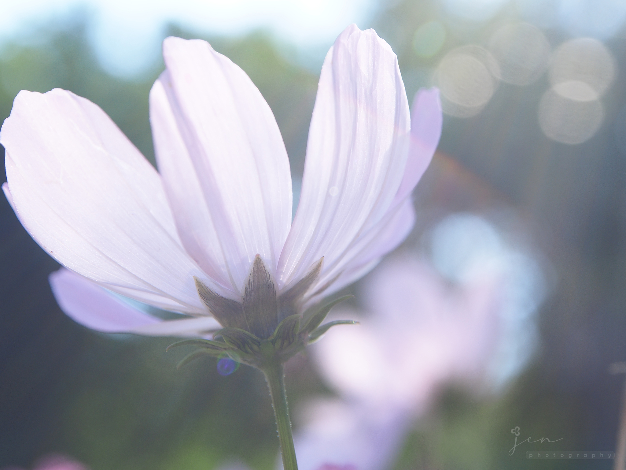 Jen Leung Photography